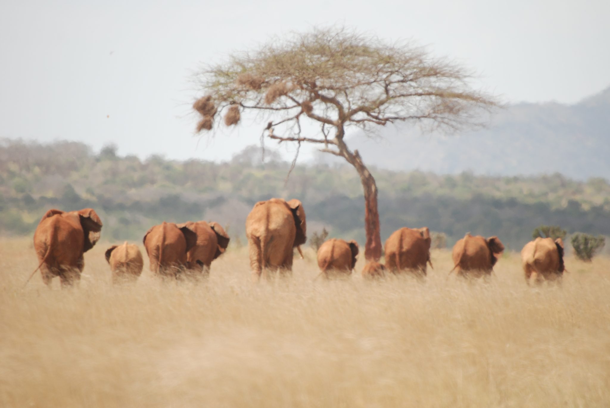 Nature - Disney Impact