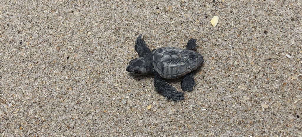 Nature - Disney Impact