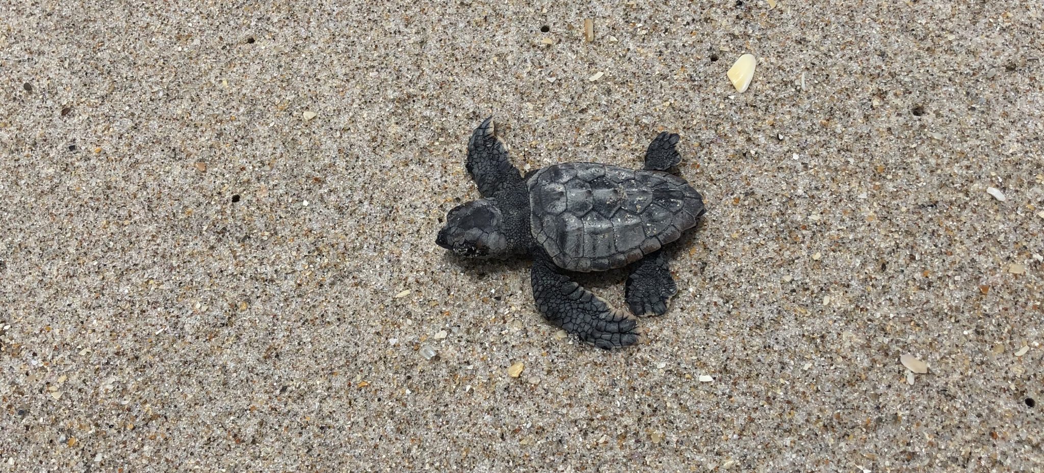 Nature - Disney Impact