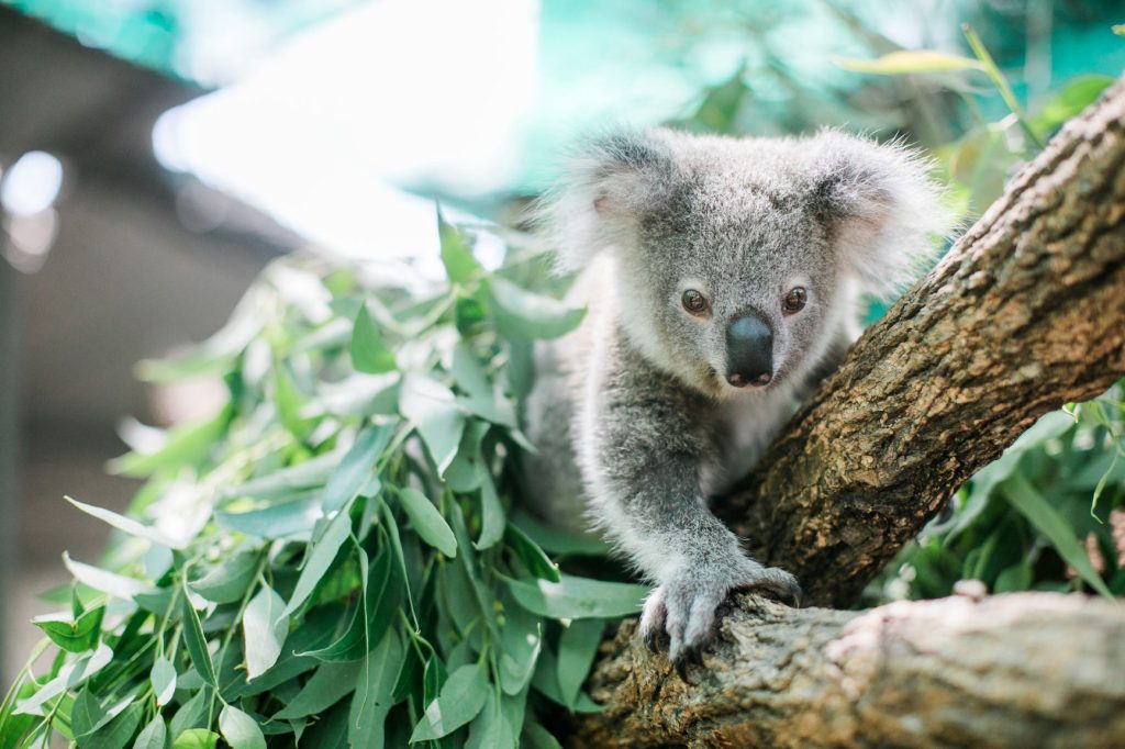 Nature - Disney Social Responsibility