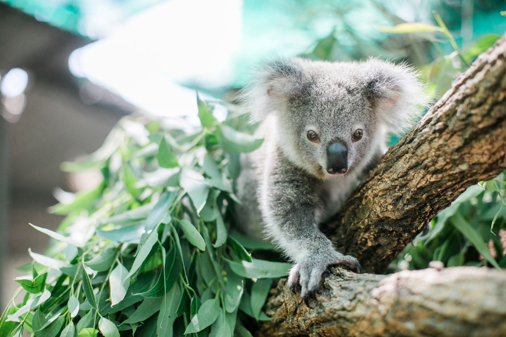 Nature - Disney Social Responsibility