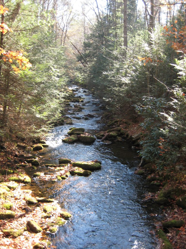 Natural Climate Solutions - Disney Impact