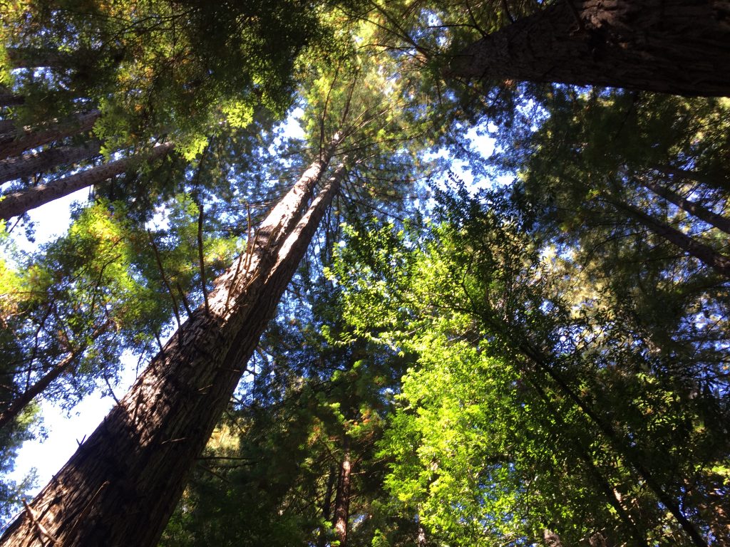 Natural Climate Solutions - Disney Impact