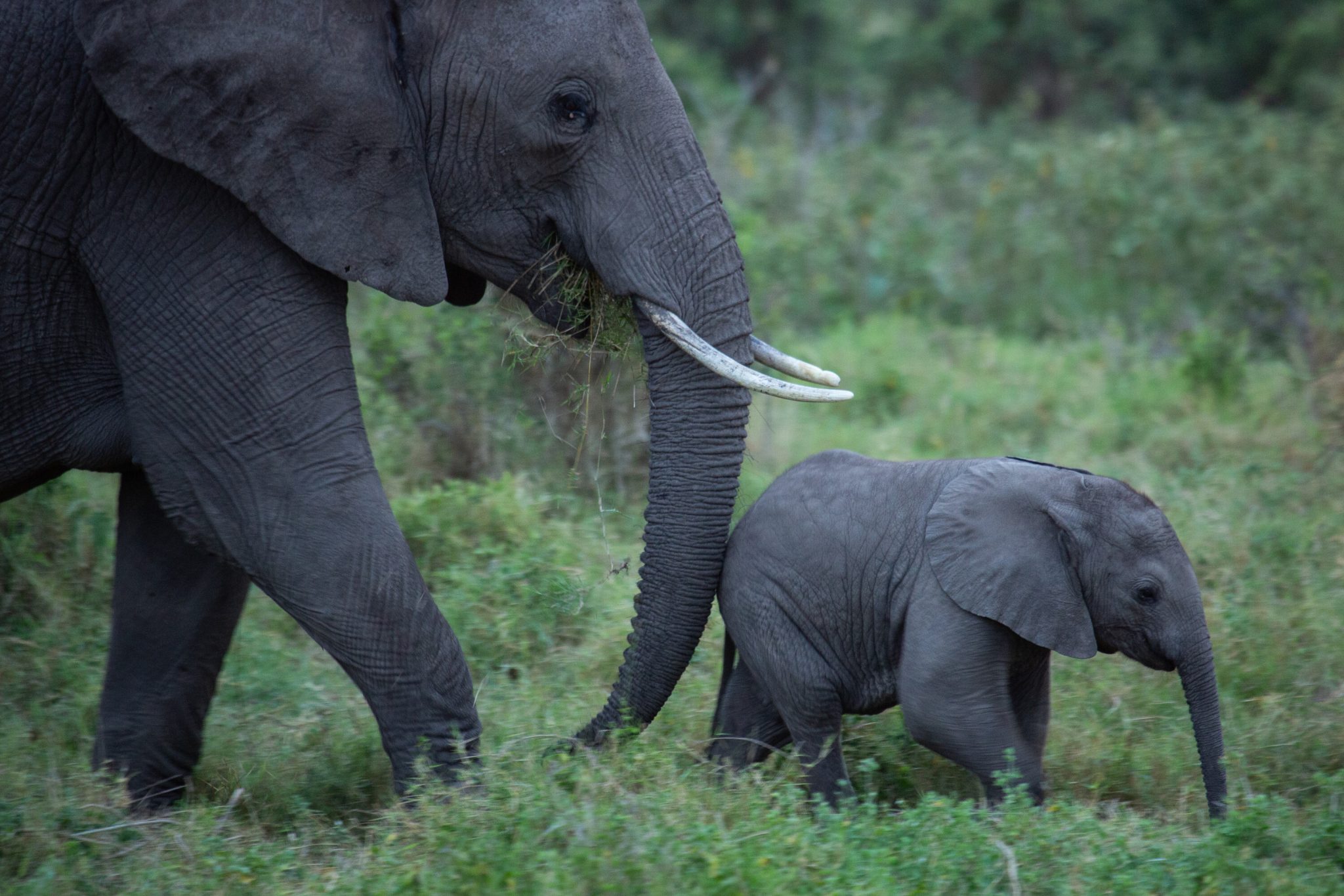 How to Celebrate Earth Month 2023 with Disney - Disney Impact