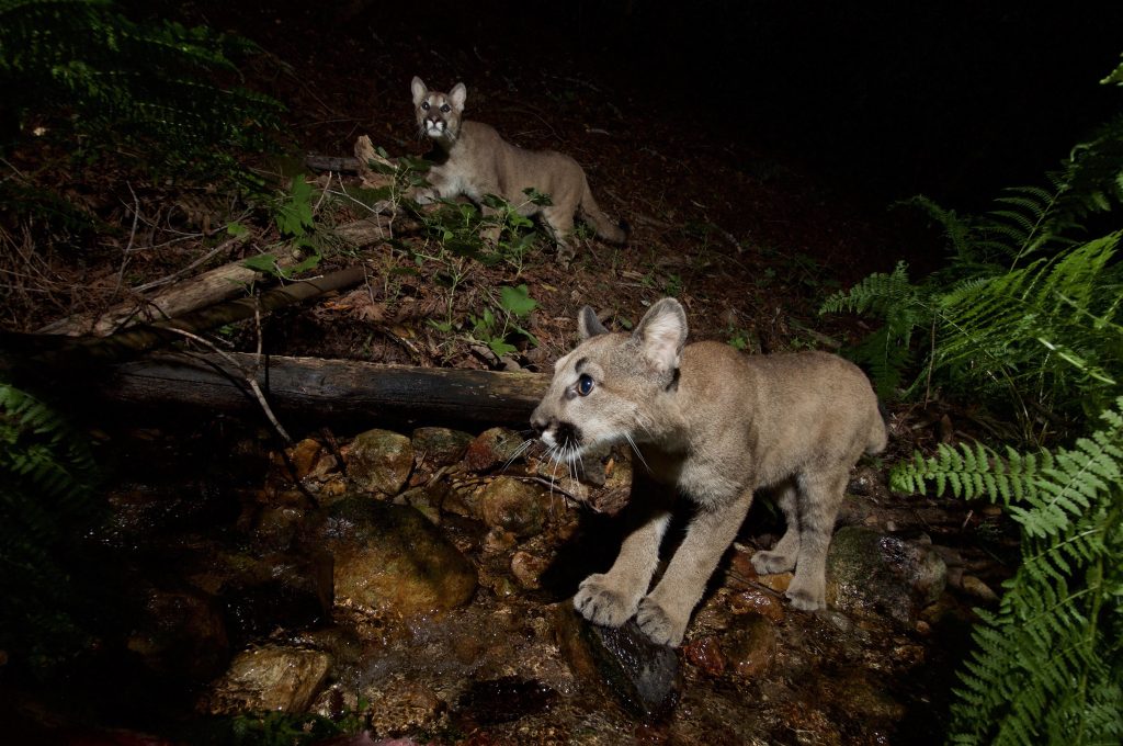 Disney Expands its Longstanding Conservation Legacy in Honor of Disney ...