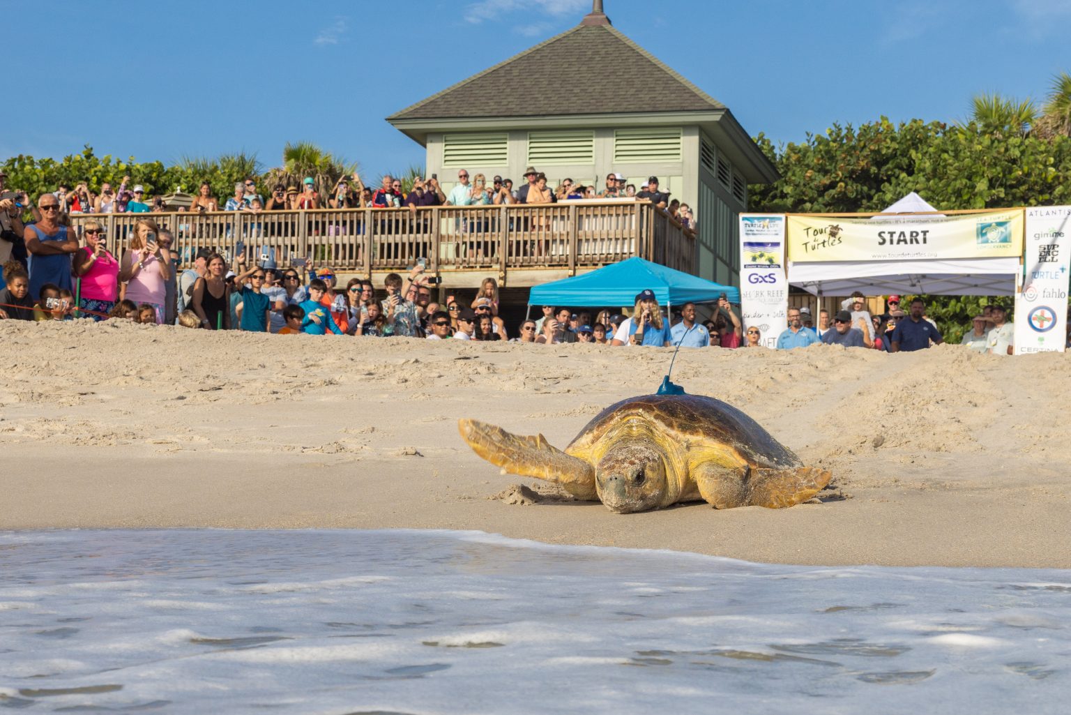 Tour de Turtles Celebrates Sea Turtles, Supernatural, and Science at ...