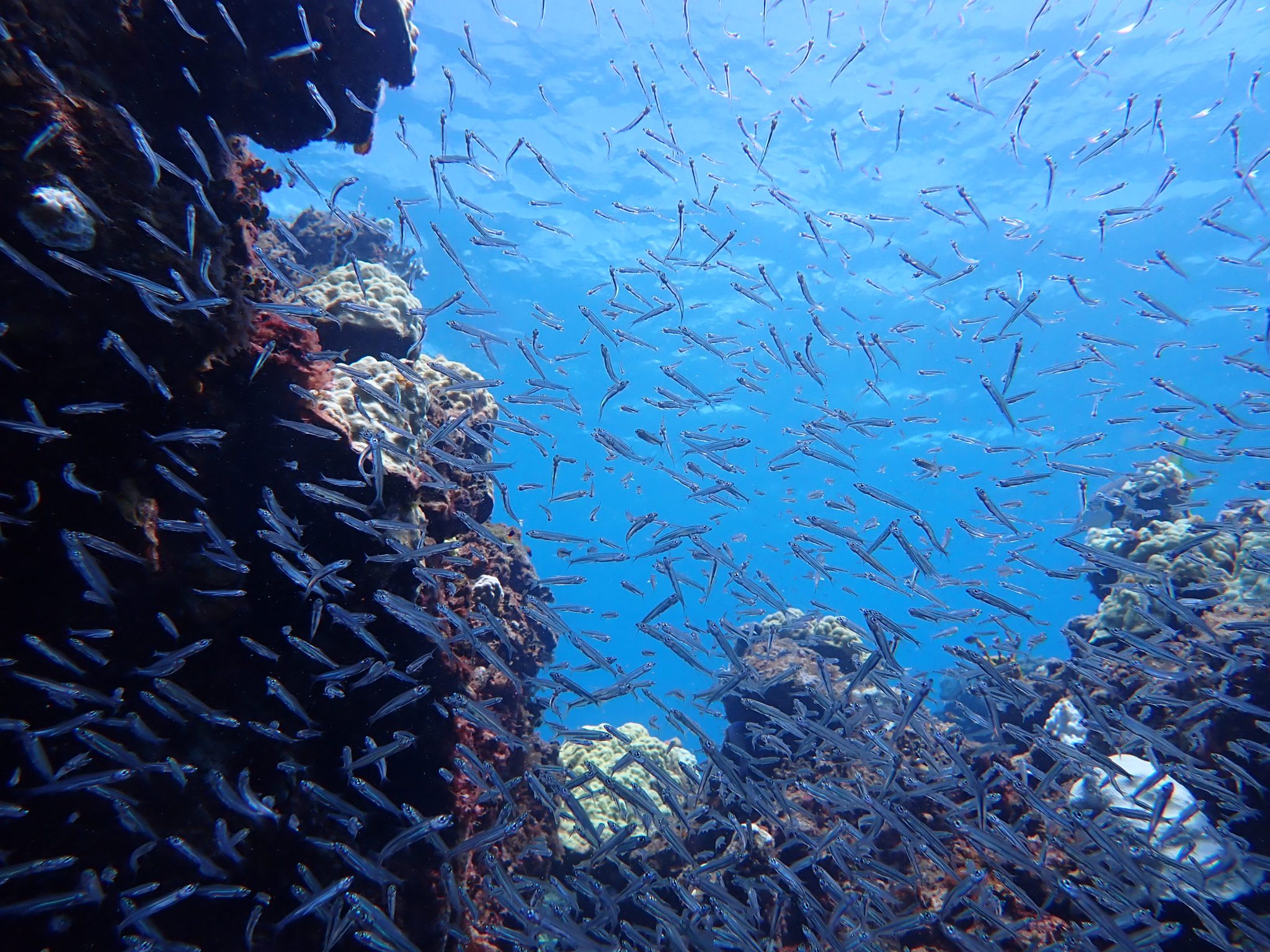 Preserving Wildlife at Disney Lookout Cay at Lighthouse Point