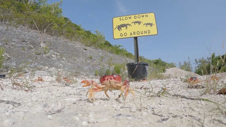 Preserving Wildlife at Disney Lookout Cay at Lighthouse Point