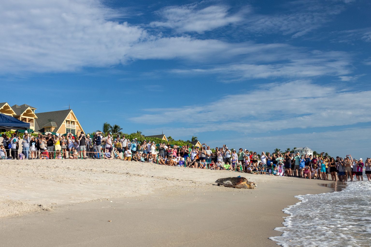 Disney Tour de Turtles Spotlights Sea Turtle Conservation