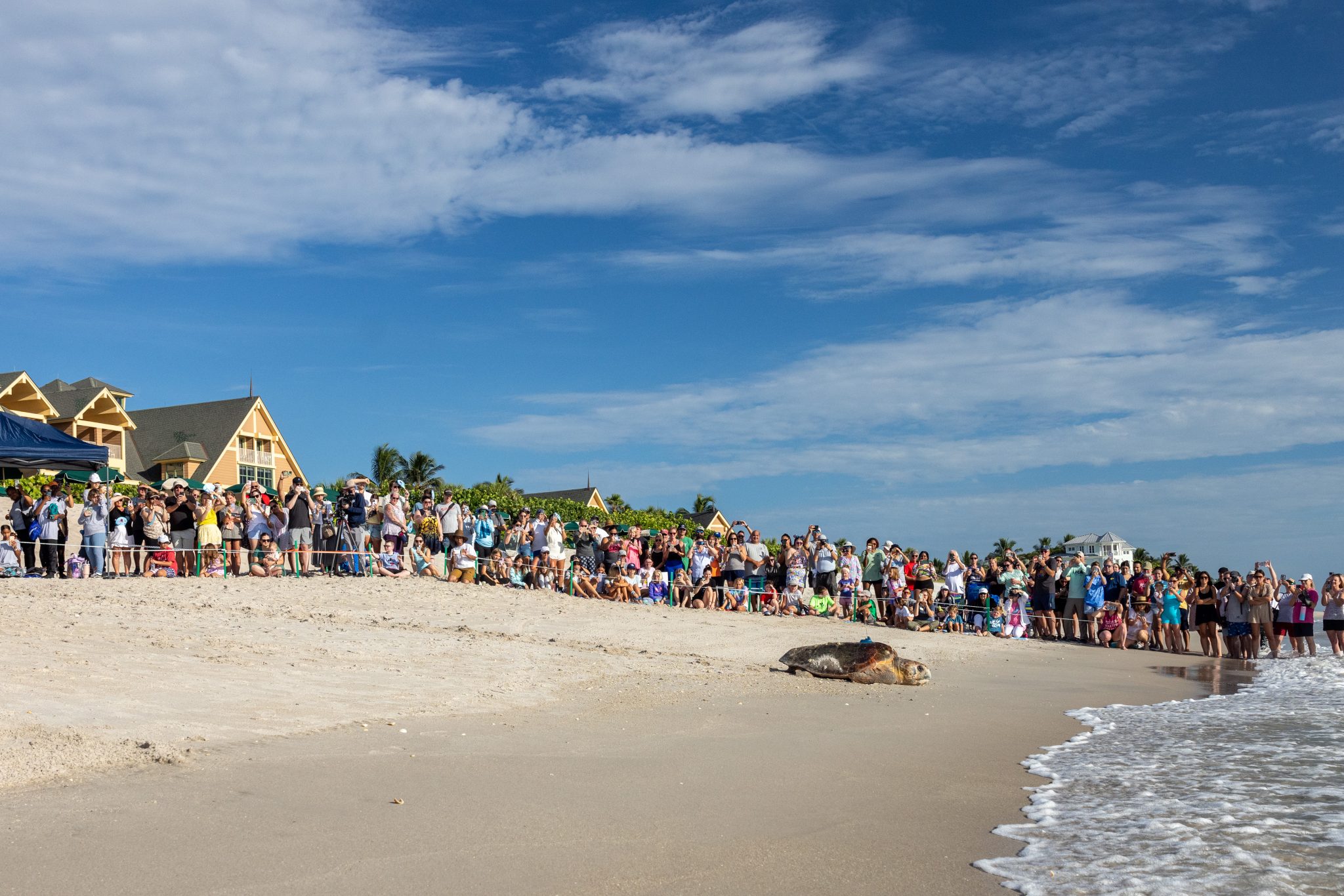 Disney Tour de Turtles Spotlights Sea Turtle Conservation