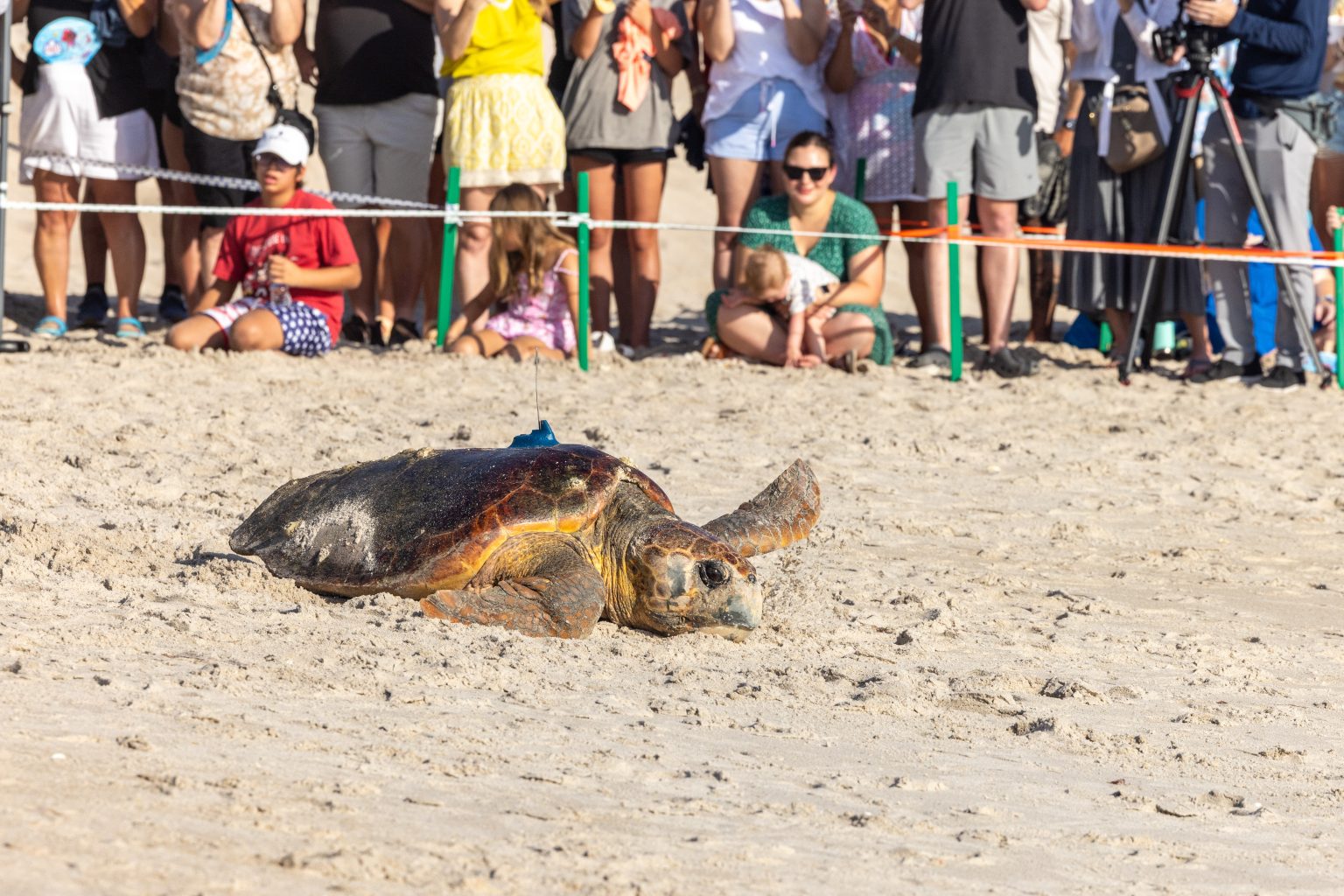 Disney Tour de Turtles Spotlights Sea Turtle Conservation