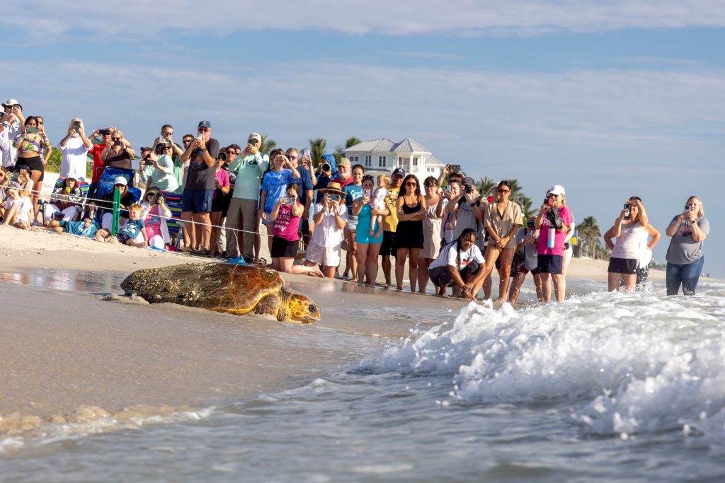 Disney Tour de Turtles Spotlights Sea Turtle Conservation