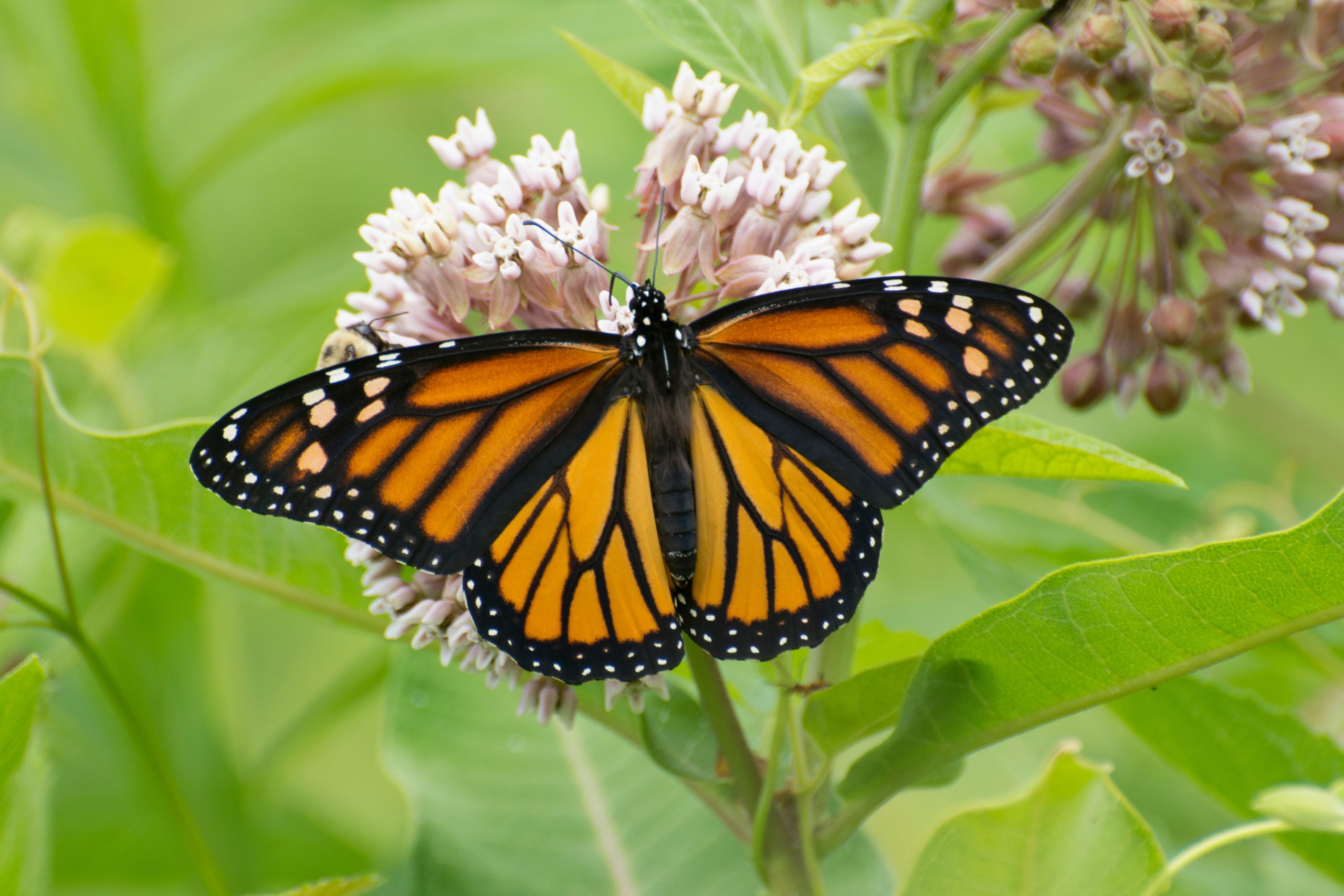 Disney VoluntEARS Spend 1,000+ Hours for Migrating Monarchs