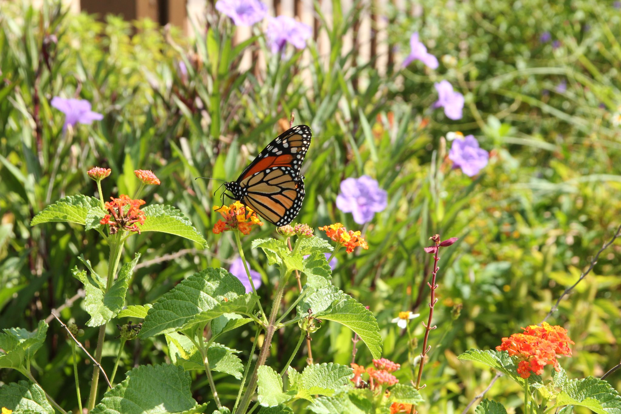 Disney VoluntEARS Spend 1,000+ Hours for Migrating Monarchs