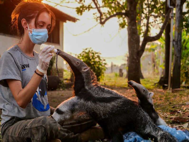 Nature - Disney Impact