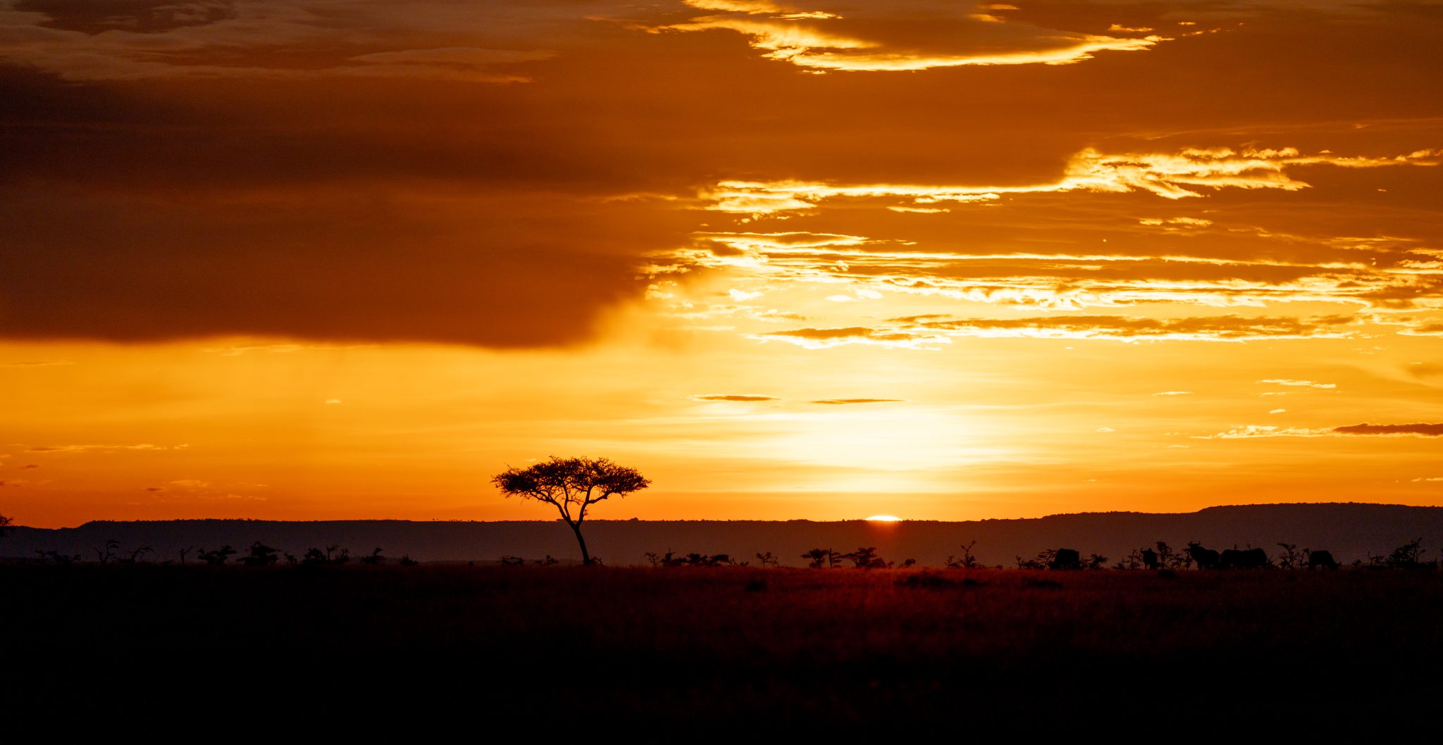 Nature - Disney Impact